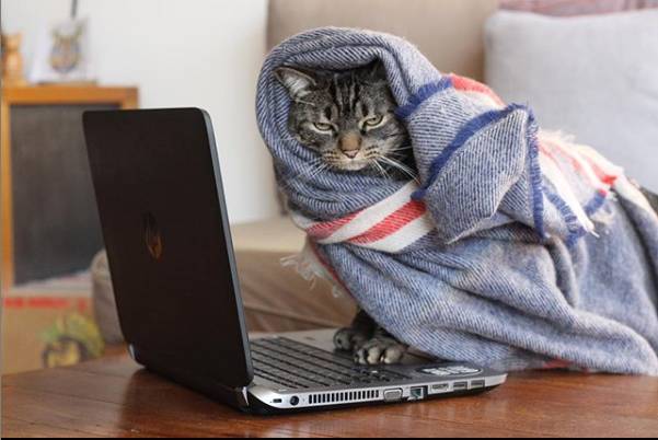 Gatos do Instagram! Conheça os felinos mais famosos da internet - Fotos ...