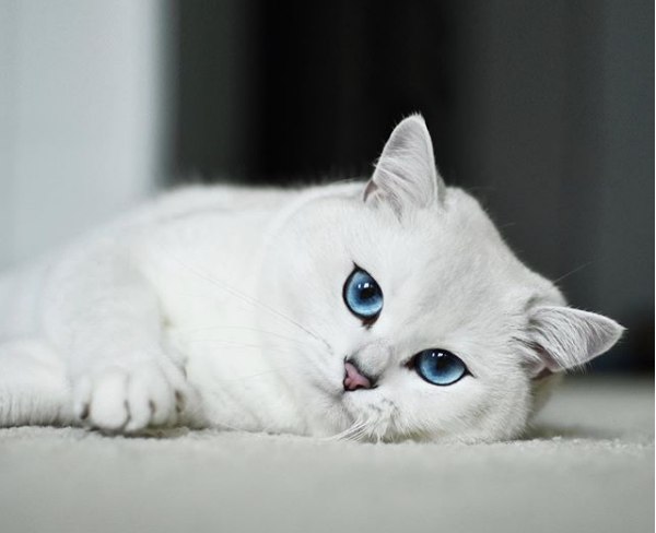 Gatos do Instagram! Conheça os felinos mais famosos da internet - Fotos ...