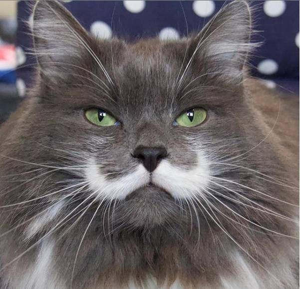 Gatos do Instagram! Conheça os felinos mais famosos da internet - Fotos ...