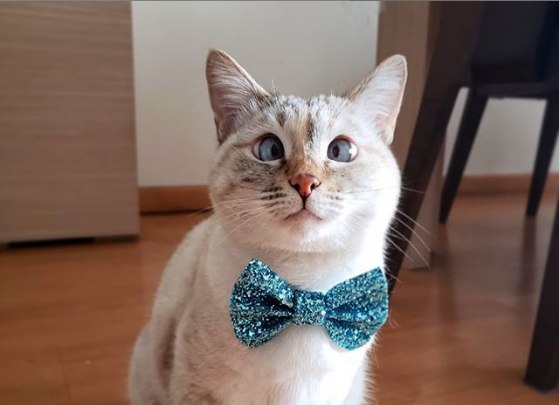 Gatos do Instagram! Conheça os felinos mais famosos da internet - Fotos ...