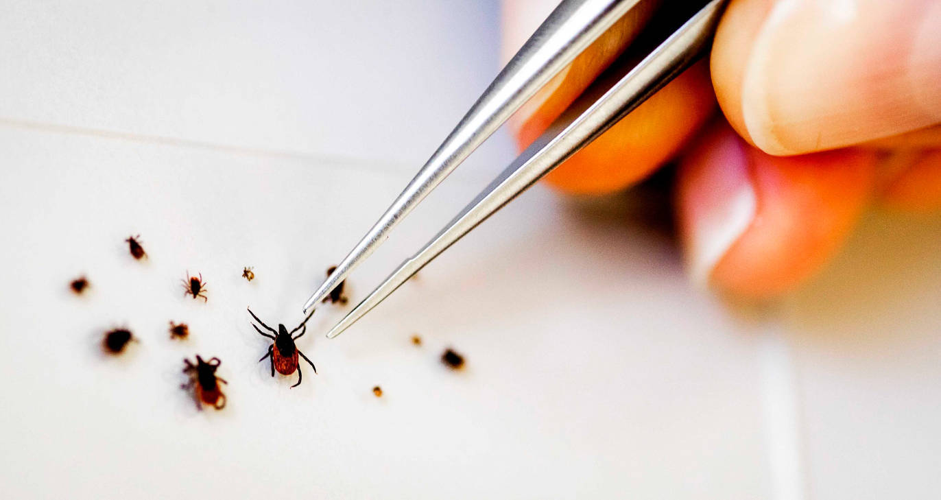 Saiba como prevenir e tratar picadas de insetos no calor - Fotos - R7 Saúde