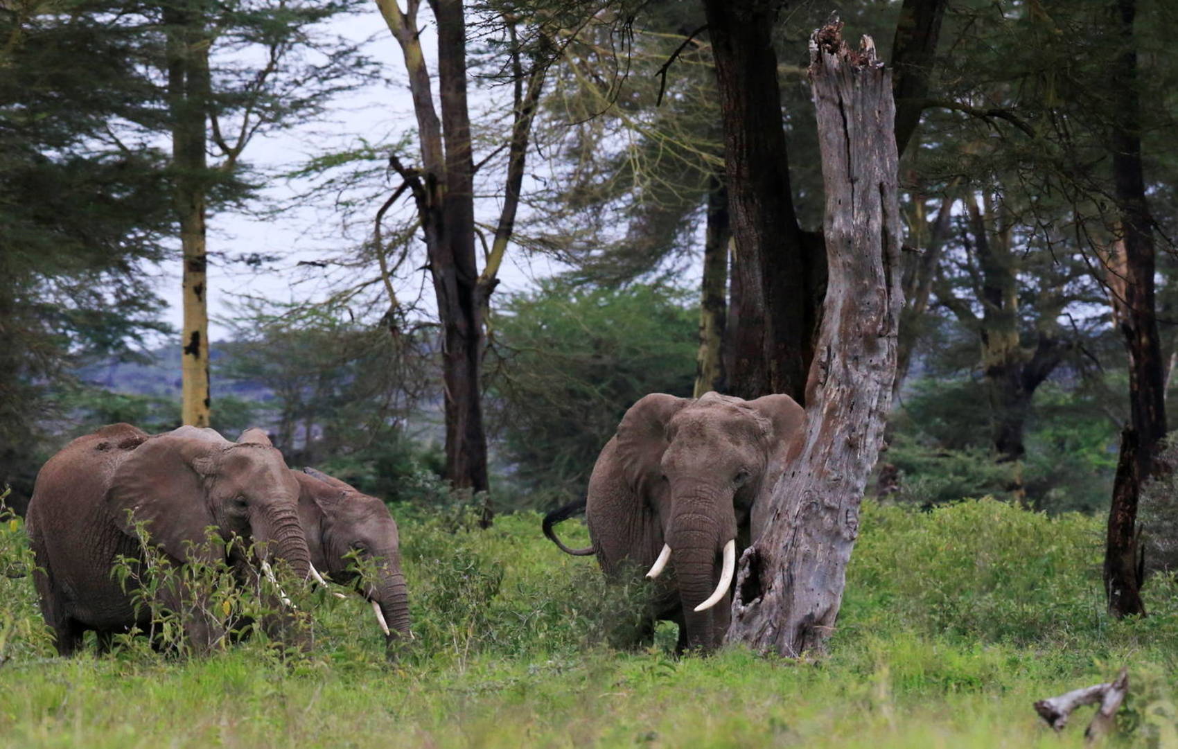 Elefante africano da floresta corre risco de extinção - Fotos - R7 ...