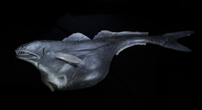 Dia Mundial dos Oceanos: 7 espécies mais exóticas das águas