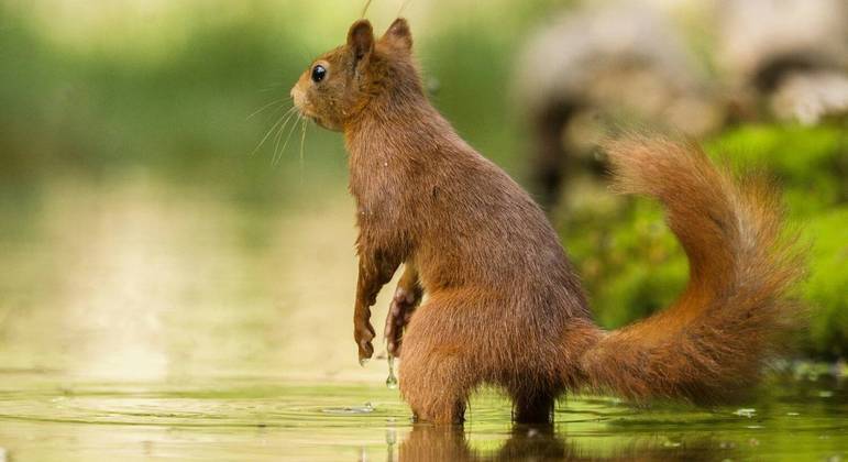 Polícia da China treina esquilos para farejar e encontrar drogas ...