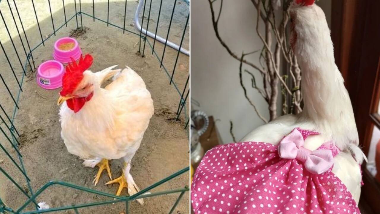 Galo de estimação que viralizou ao tomar sol em praia tem rotina de ...