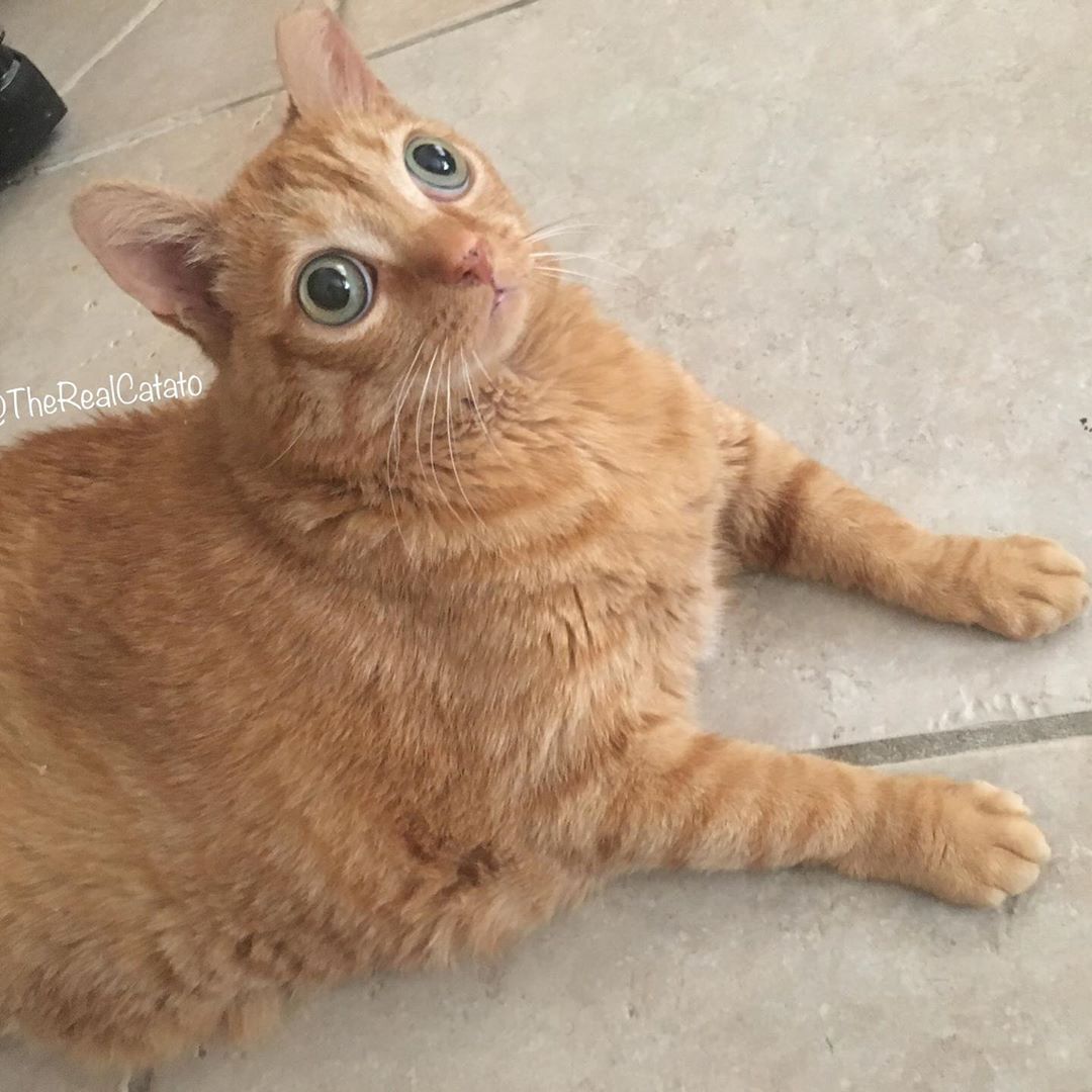 Gato vesgo de olhos arregalados faz sucesso no Instagram - Fotos - R7 ...
