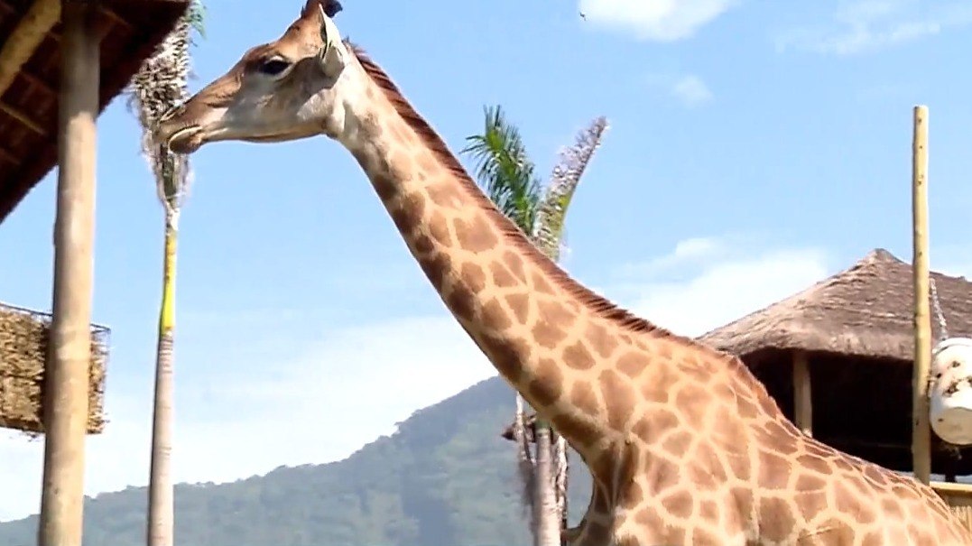 Morre quarta girafa trazida da África do Sul para parque no Rio ...