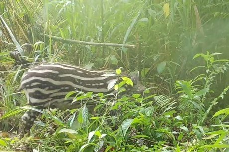 Após 100 anos de extinção, 1º filhote de anta nasce em floresta do Rio ...