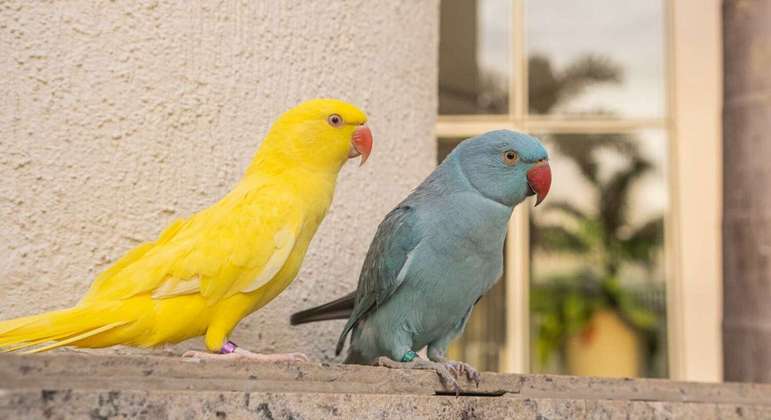 Irmãos Ring Neck falam e brincam com donos - Entretenimento - R7 Lorena