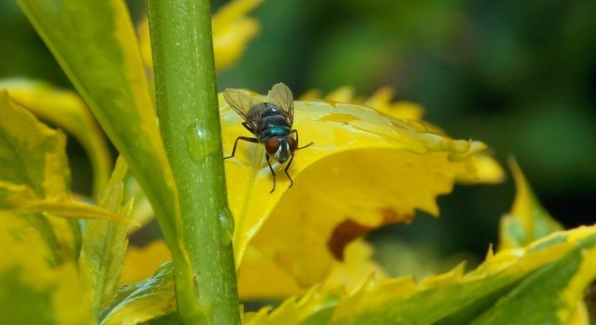 Quarenta larvas retiradas de cabeça de menina eram berne. Entenda ...