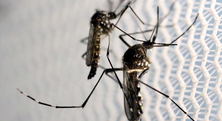 Entenda a diferença entre pernilongo e mosquito da dengue - Notícias ...