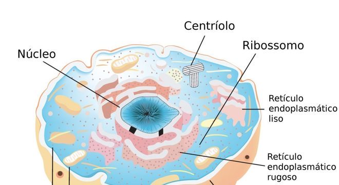Núcleo celular, o que é? Funções, estrutura nuclear e divisão celular
