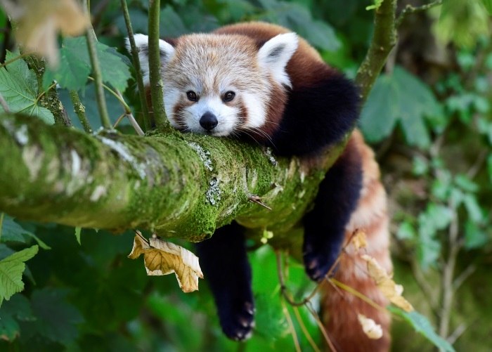 Panda albino é avistado pela 1ª vez na história em reserva da China ...
