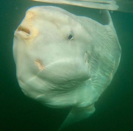 Dia Mundial dos Oceanos: 7 espécies mais exóticas das águas