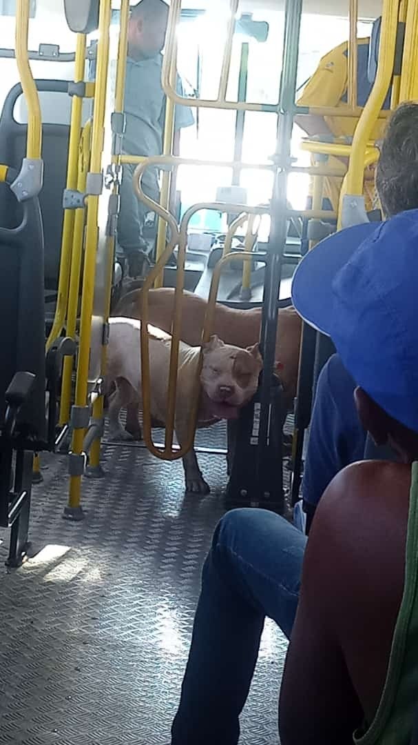 Cachorros da raça Pitbull surpreendem passageiros ao entrar em ônibus ...
