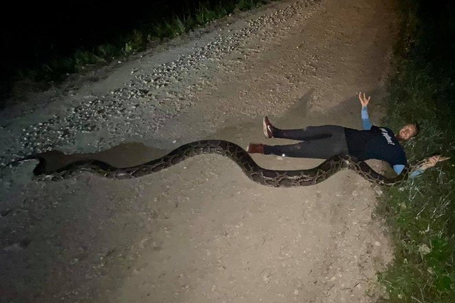 Gigantesca! Essa é a maior píton birmanesa já capturada na Flórida