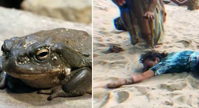 Droga extraída de sapo e usada em rituais é apreendida em Goiás ...