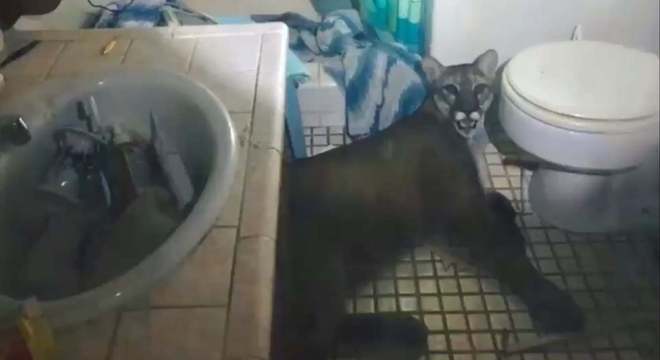 Puma invade casa e fica preso em banheiro na Califórnia - Notícias - R7 ...
