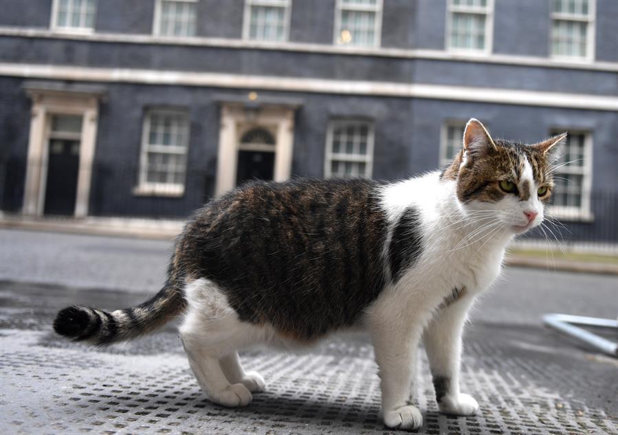 Gato 'caçador de ratos' do governo britânico espanta raposa de ...