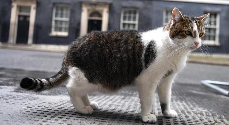 Gato 'caçador de ratos' do governo britânico espanta raposa de ...