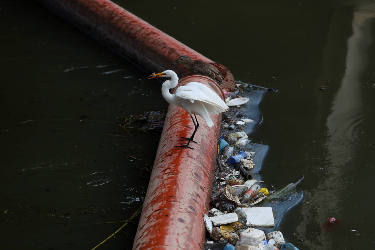 Animais vistos no rio Pinheiros (SP) criam expectativa de despoluição ...