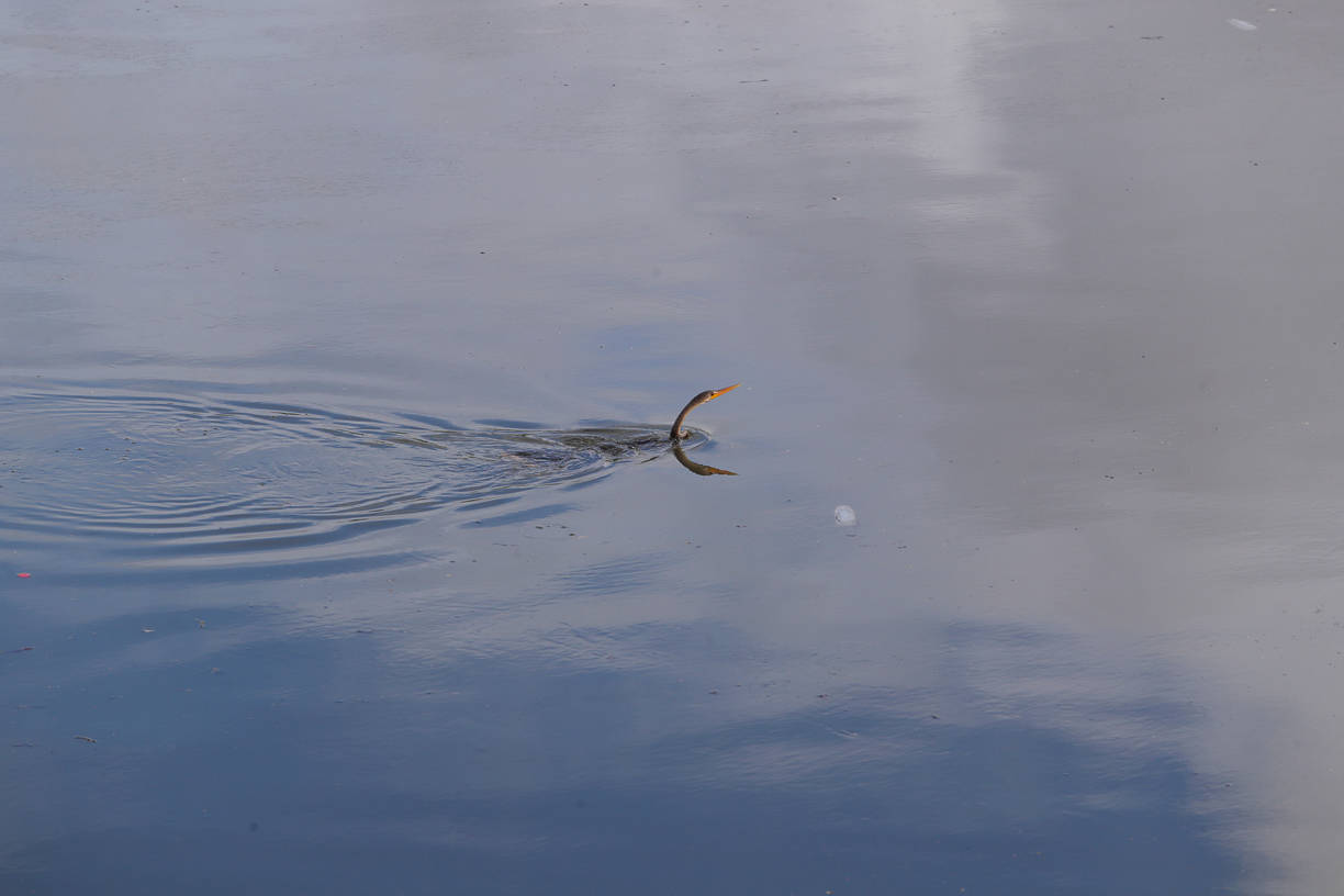 Animais vistos no rio Pinheiros (SP) criam expectativa de despoluição ...