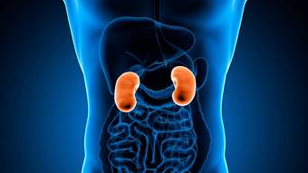 Entenda por que os rins são importantes para a produção de vitamina D ...