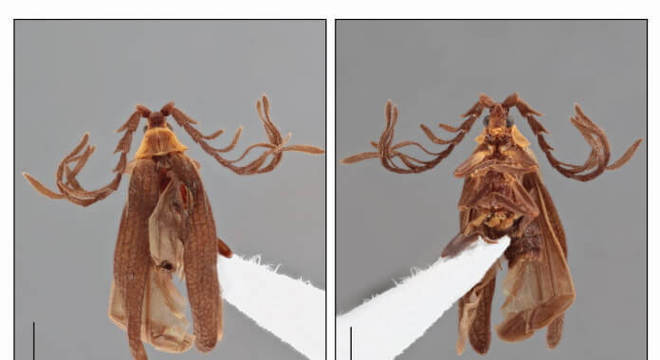 Rodrigo Lima (Dead Fish) é homenageado em nome de nova espécie de ...