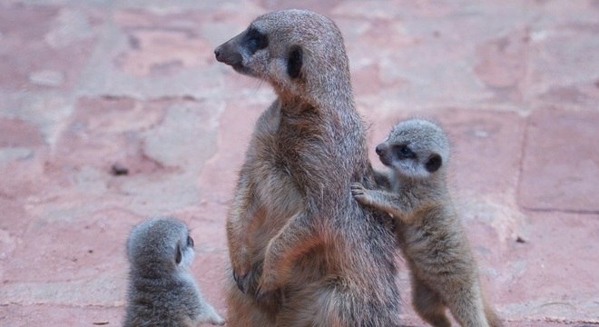 Filhotes de suricata são batizados no zoológico de SP após concurso ...