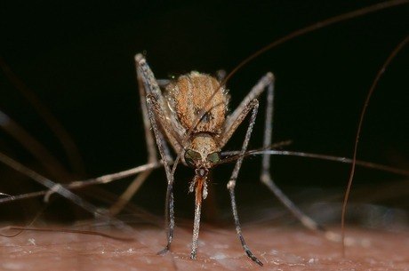 Entenda as diferenças entre o Aedes aegypti e o pernilongo comum ...