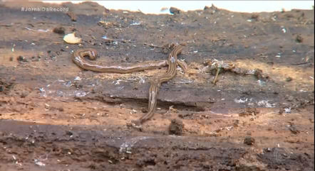 Verme raro encontrado em casa em MG pode causar confusão mental se ...