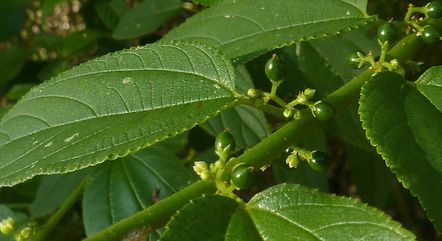 Pesquisa da UFRJ identifica canabidiol em planta nativa brasileira ...