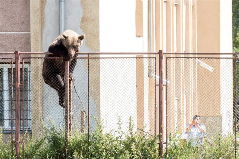 Urso mata cabra, invade escola na Romênia e é abatido - Fotos - R7 ...