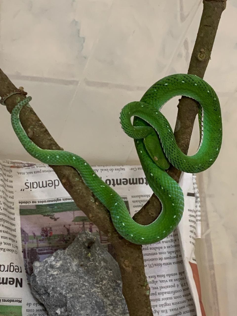 Naja que picou estudante é 'colega' de víbora supervenenosa em zoo ...