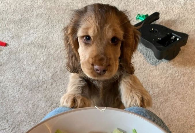 Conheça Winnie, a cocker que foi chamada de "princesa da Disney ...